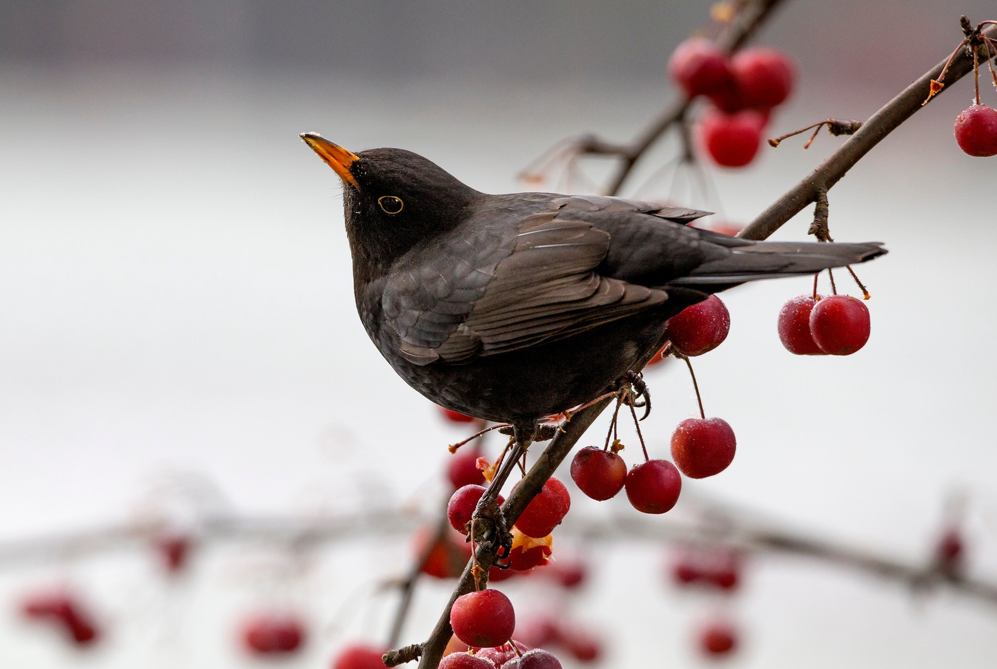 Suomessa pesivät linnut vähenevät jatkuvasti